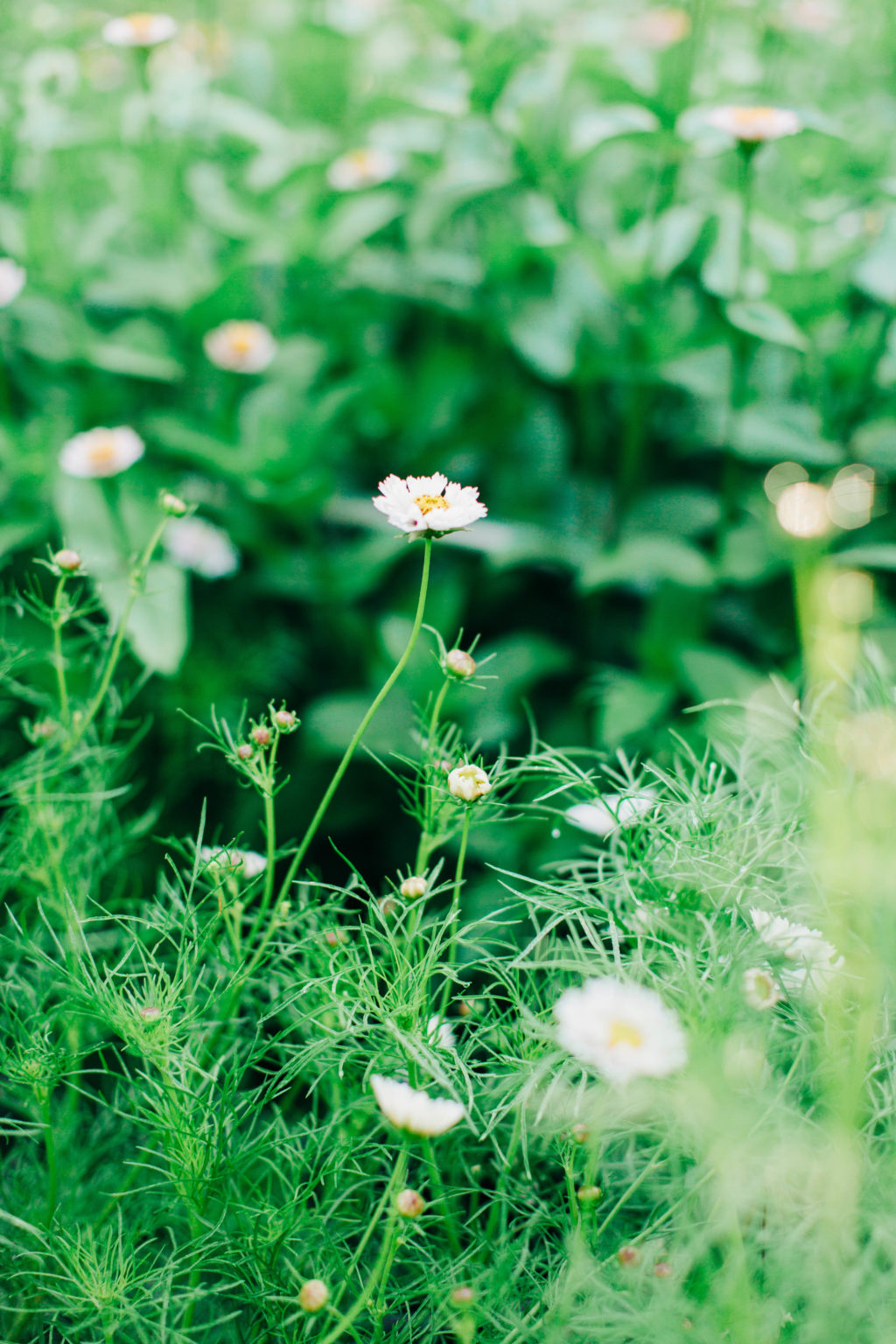 We Started A Flower Farm! | Victoria Hunt Photography